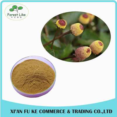 GMP Manufacturer Supplying High Quality Healthy for Hair Spilanthol 10:1 Acmella Oleracea Flower Extract supplier