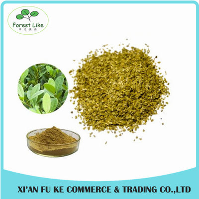 Best Selling Natural Yerba Mate Extract 25 % Polyphenol,20 % Tannin Acid supplier