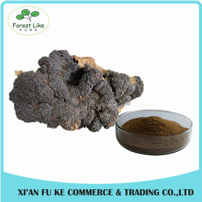 Natural Treat Diabetes Innocuous Health Products Chaga Mushroom Extract Powder with Polysaccharides,Betulin supplier