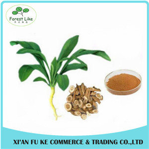 Wildginger Herb Indigowoad Root Extract / Radix Isatidis Extract 10:1 supplier