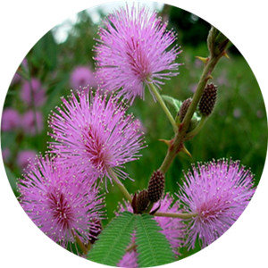 Finely Shredded Mimosa Extract Mimoside Sensitiveplant Herb Extract supplier