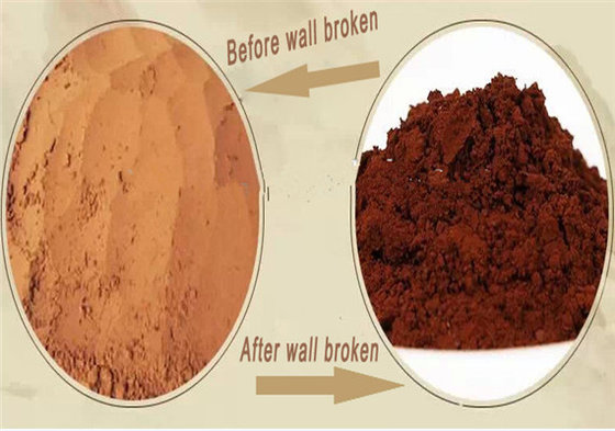Reishi Mushroom / Lucid Ganoderma Extract Polysaccharides 10% - 60% supplier