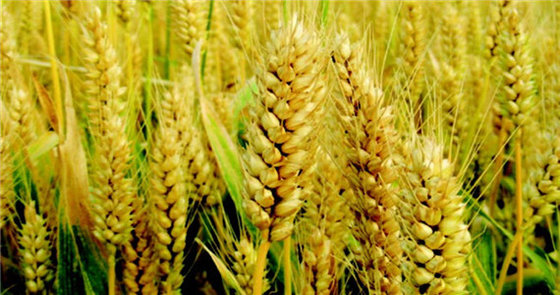 Barley Malt Extract Powder Hordenine 98% supplier