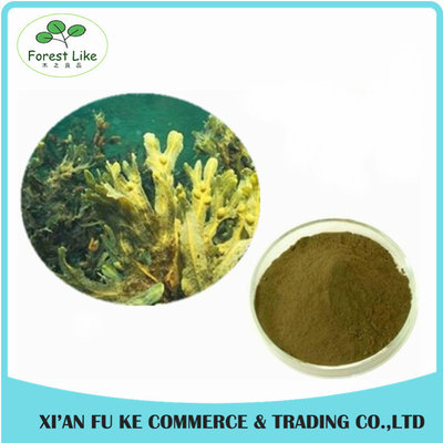 High Quanlity Fucus Vesiculosus Extract Powder supplier