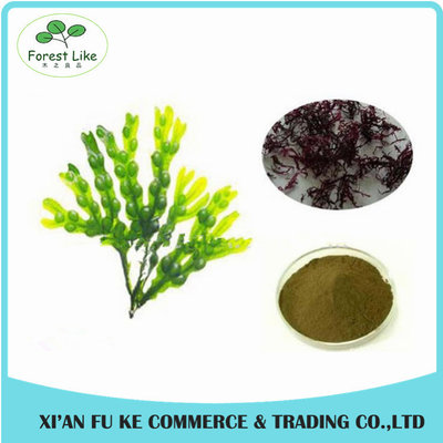 High Quanlity Fucus Vesiculosus Extract Powder supplier