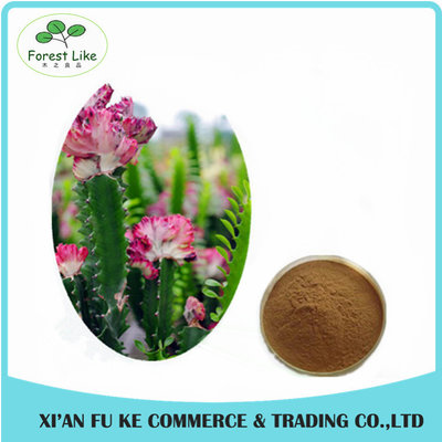 Factory Price Natural Cactus Extract / Cereus Extract for Medicine supplier