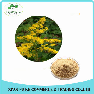Water Soluble Witch Hazel P.E./Herbal Hamamelis Virginiana Extract for Cosmetic supplier