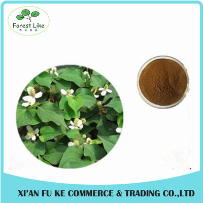 Chinese Herb Extract Manual Cultivation Herba Houttuyniae Extract supplier