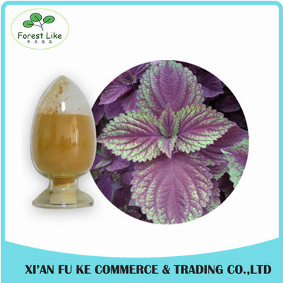 Food Grade Chinese Traditional Herbal Perilla Frutescens Leaf Extract supplier