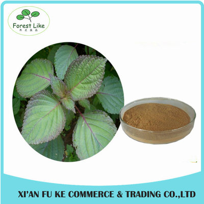 Food Grade Chinese Traditional Herbal Perilla Frutescens Leaf Extract supplier
