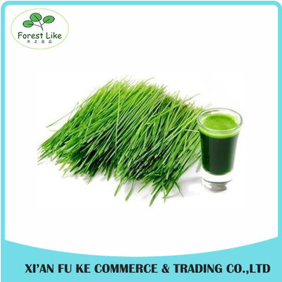 High Quality Green barley grass juice powder supplier