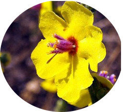 100% Natural Mullein Leaf Extract Powder 10 : 1 supplier