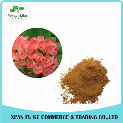 High Quality Crown Of Thorns Extract Powder10:1 20:1 supplier