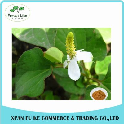 Natural Houttuynia Cordata Extract Powder 10 : 1 supplier