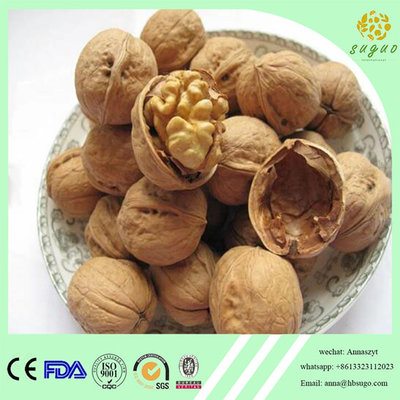 Easy Cracked Walnut Inshell 28mm Up