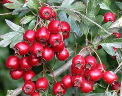 Jujuba Extract
