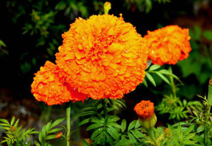 Marigold Extract natural colorant
