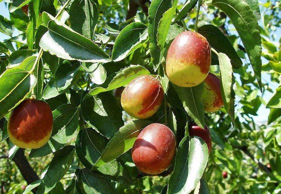 Food grade GMP certified Chinese dates Jujube powder