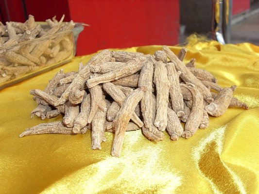 American Ginseng P.E Manufacturer