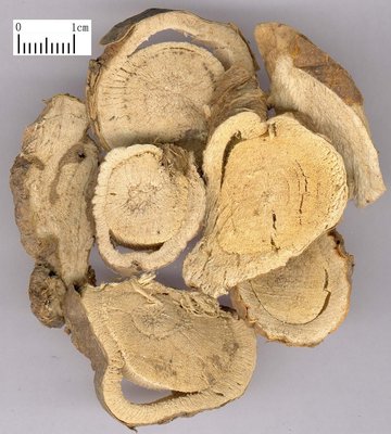 Sophora Root Extract Factory