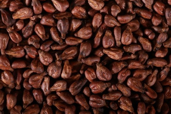 anti-tumor Grape Seed Extract Manufacturer
