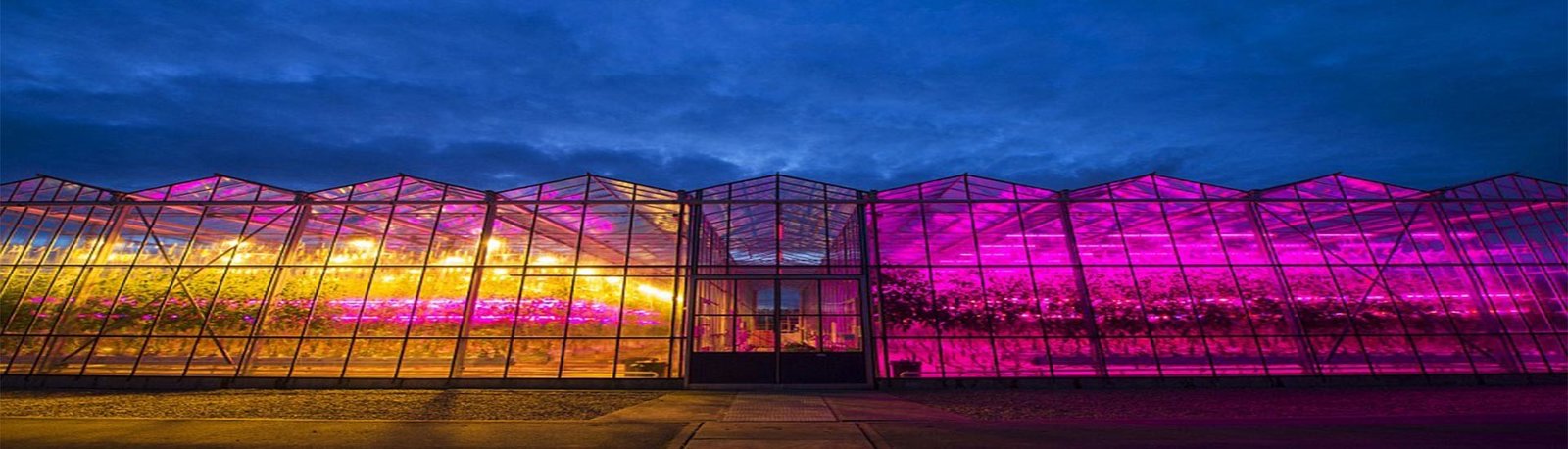 quality Agriculture LED Lights factory
