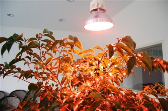 Long Lifespan LED Growing Light Indoor Grow Lamps OEM / ODM Service Avaliable