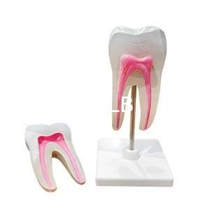 Human Skeleton Model-Teeth Model