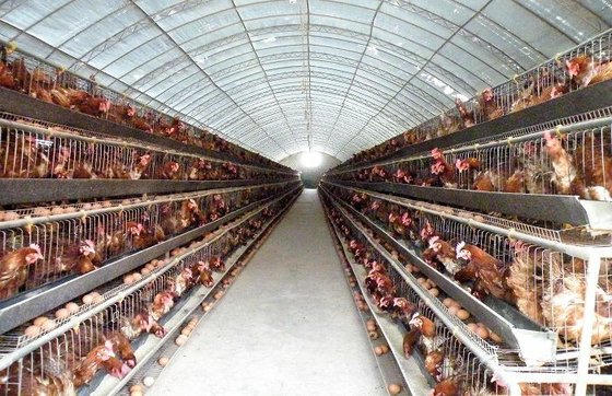 Prefabricated Low Cost Steel Structure Broiler Chicken House Plans