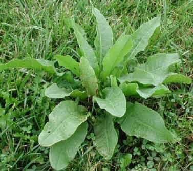 Sorrel herb powder, Rumex acetosa Extract, antibacterial, Antioxidant, Antitumor herb ingredient, Shaanxi Yongyuan