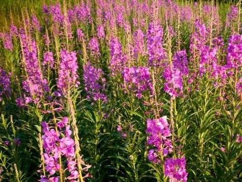 Willowherb extract, Epilobium Parviflorum Extract,  antibacterial, anti-inflammatory, 100% natural skin care ingredient