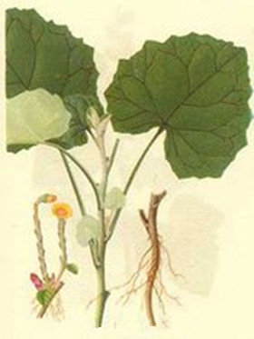 Coltsfoot leaf Extract, Tussilago leaf Extract,  4:1, Chines Manufacturer, natural cosmetic ingredient,