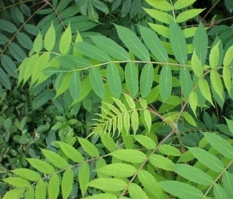 Quassia Extract, Picrasma quassioides Extract, TCM, Chinese manufacturer , Shaanxi Yongyuan Bio-Tech