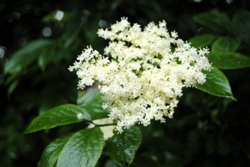 Elder flowers powder, Elder flowers Extract, 100% natural skin care ingredients, manufacturer, Shaanxi Yongyuan Bio-Tech