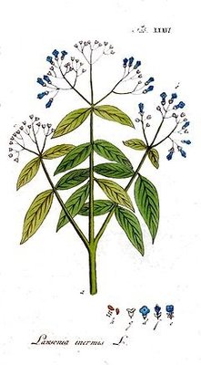 Lawsonia Inermis Extract, Lawsonia leaf Extract, 4:1 TLC, Chinese manufacturer, Shaanxi Yongyuan Bio-Tech