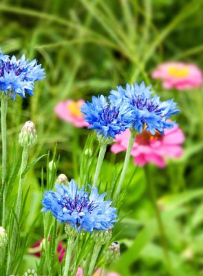 Cornflower Extract, Centaurea cyanus Extract 4:1, natural cosmetic ingredient, Shaanxi Yongyuan Bio-Tech manufacturer