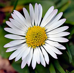 Daisy Extract, Bellis perennis Extract, 4:1, 100% natural, high quality, Shaanxi YongyuanBio-Tech