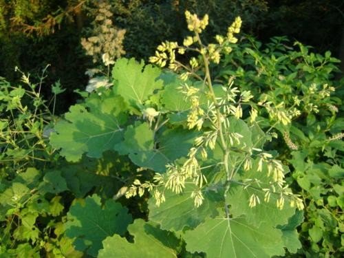 Macleaya Cordata Extract, Total alkaloids 60% HPLC, 10:1 TLC, Natural pesticide ingredient, Shaanxi Yongyuan Bio-Tech