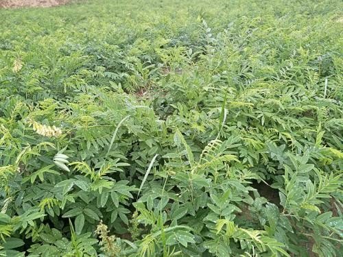 Sophora flavescens Extract, Matrine 98%, CAS No.: 519-02-8, Manufacturer supply, High quality,Shaanxi Yongyuan Bio-Tech