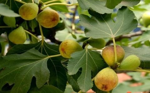 Fig Fruit Extract,  Fig Leaf Extract, 10:1 TLC, high quality, Chinese manufacturer, Shaanxi Yongyuan Bio-Tech