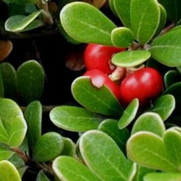 Uva Ursi Extract, Arbutin 20%-99%, 4:1,10:1, natural ingredients for skin whitening, exporter, Shaanxi Yongyuan Bio-Tech