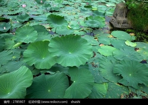 Lotus Leaf Extract, Nuciferine 2%-98%, water soluble, Lotus Leaf  Flavonoids,  Manufacturer, Shaanxi Yongyuan BiO