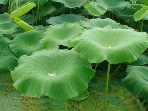 Lotus Leaf Extract, Nuciferine 2%-98%, water soluble, Lotus Leaf  Flavonoids,  Manufacturer, Shaanxi Yongyuan BiO