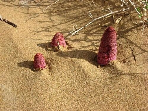 Cynomorium songaricum Extract, Suoyang Extract,  alcohol soluble extract powder, Men 's health ingredients, factory