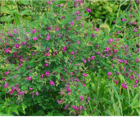 Lespedeza  P.E., Lespedeza bicolors Extract, 10:1 TLC, high quality feedstuff, Chinese factory supply, Shaanxi Yongyuan