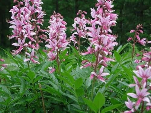 Densefruit Pittany Root-bark Extract, Dictamnus dasycarpu Extract 4:1 TLC, Chinese manufacturer, Shaanxi Yongyuan