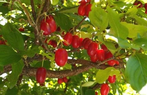 Dogwood extract, Cornus officinalis extract 4:1 TLC, quality assured factory, Chinese manufacturer, Shaanxi Yongyuan Bio