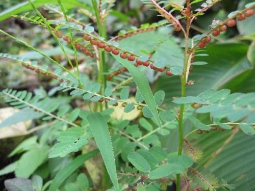 Phyllanthus Urinaria Extract, Underleaf pearl ext 10:1 TLC, quality assured, Chinese manufacturer, Shaanxi Yongyuan Bio