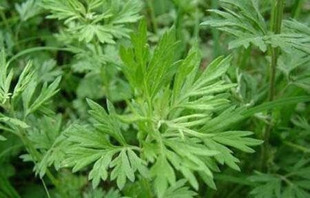 Aiye Leaf Extract, Artemisia argyi Levl Extract 10:1 TLC, high quality, Chinese manufacturer, Shaanxi Yongyuan Bio