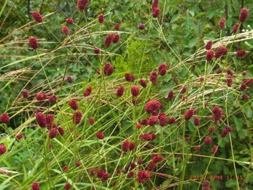 Radix Sanguisorbae Extract, Sanguisorba officinalis Extract 10:1 TLC,  Chinese manufacturer, Shaanxi Yongyuan Bio